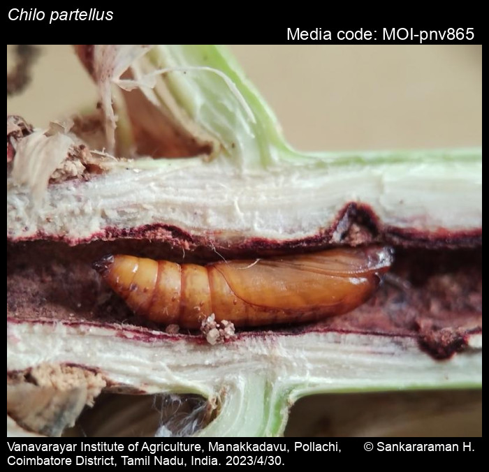 Chilo Partellus Swinhoe 1885 Spotted Stem Borer Moths